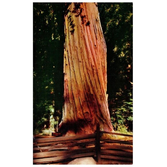 American Vintage | Party Supplies | Vintage Postcard Washington Tree ...